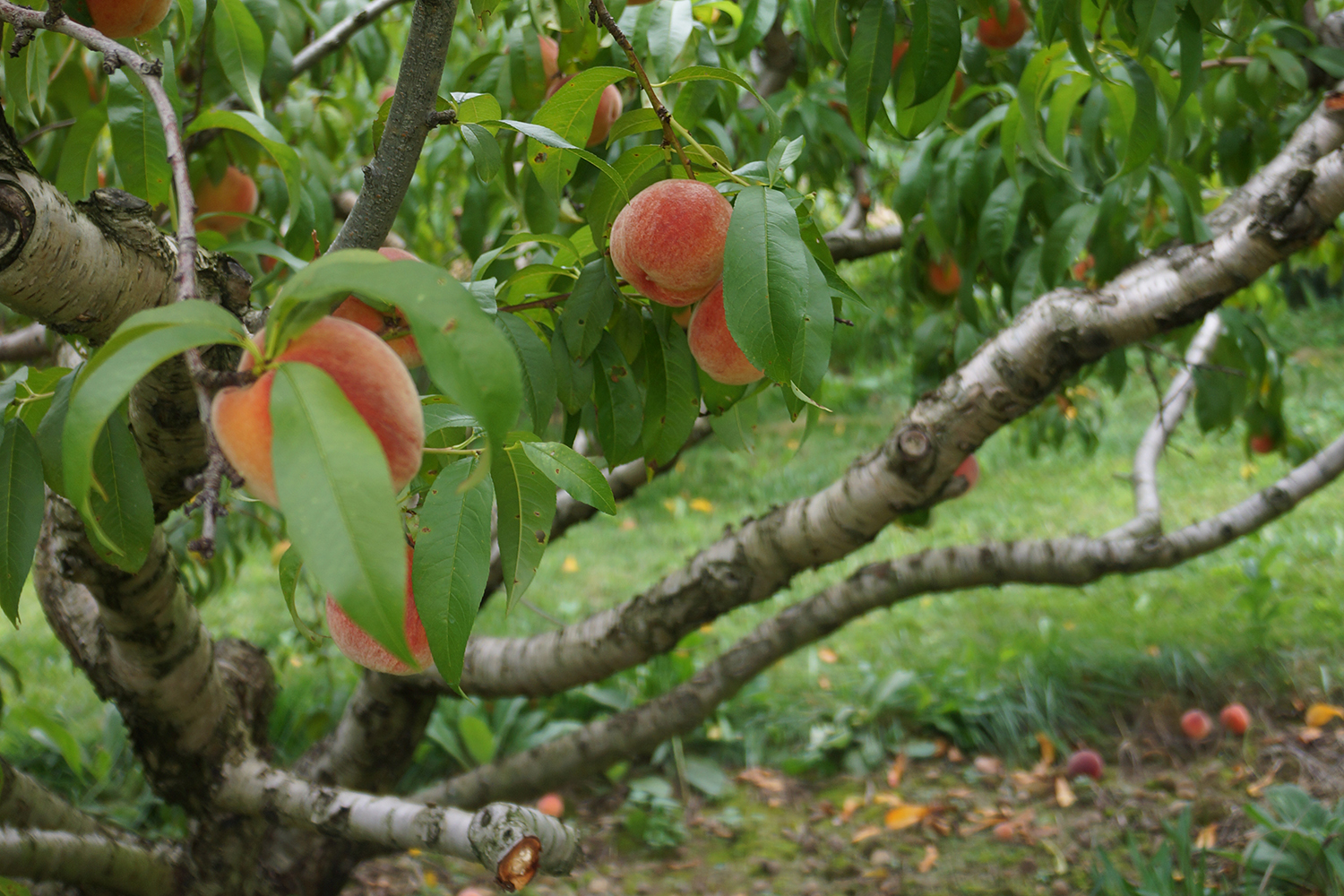 Home | Fruit Program