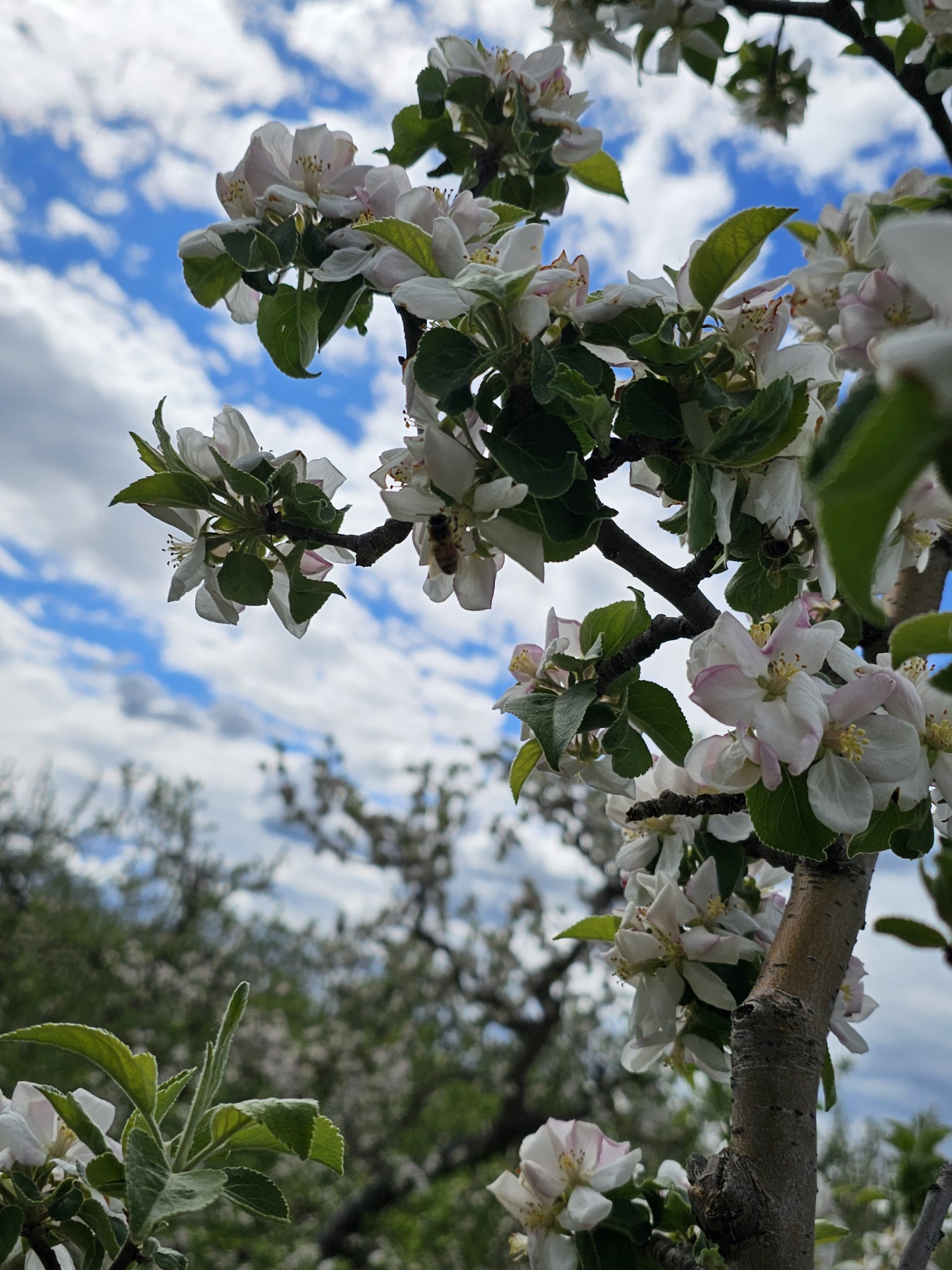 Fruit Update - 5/9/24 | Fruit Program